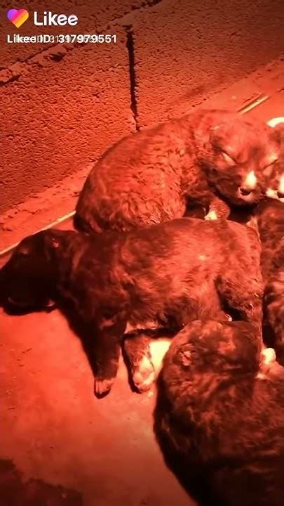 ქართული ნაგაზის ლეკვები🤗🎉☎️598900750 Youtube