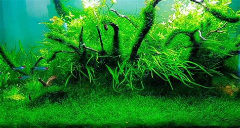 Java Moss An Ultimate Guide Uses Tank Care And How To Grow