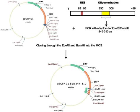 Schematic Representation Of Cloning Steps Of Egfp E1b 244 310 Fusion Download Scientific