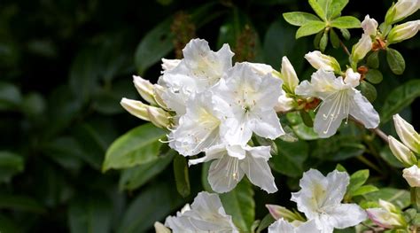 15 Dwarf Azalea Varieties For Compact Spaces