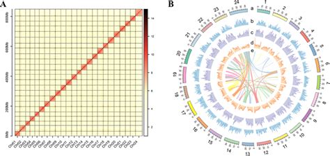 Hi C Chromatin Interaction Map And Circos Plot Of The Genome Assembly Download Scientific