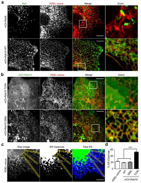 Rab10 Gtpase Regulates Er Dynamics And Morphology Pmc