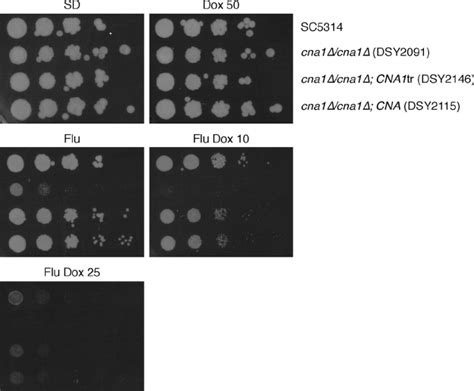 Synergism Between Doxycycline And Fluconazole Is Not Mediated By
