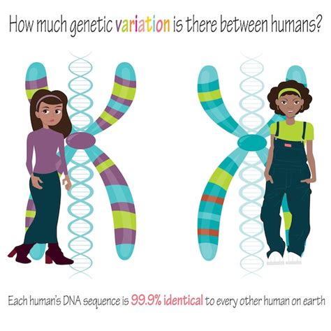 Premium Vector Vector Illustration Cartoon Diagram Of The Genetic
