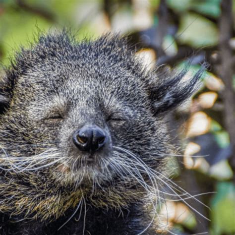 Binturong