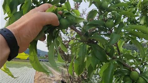 자두 열매 솎아주기5월 25일 Youtube