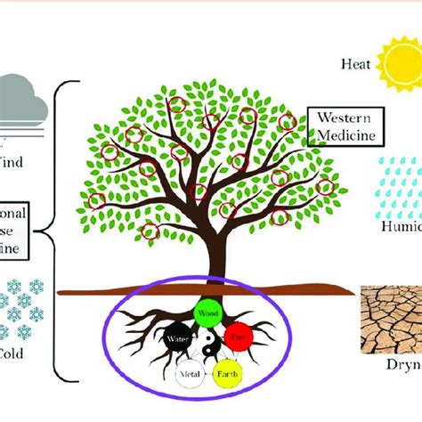 The Tree Metaphor Showing The Main Differences In Western And In Download Scientific Diagram