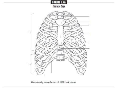 Thoracic Cage Diagram Quizlet