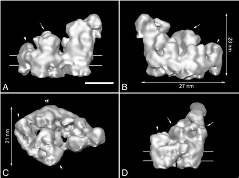 Cryo Em Map Of I þ Iii 2 þ Iv Supercomplex A And B Seen From Download Scientific Diagram