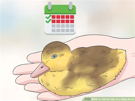 3 Ways To Tell The Sex Of A Baby Duck WikiHow