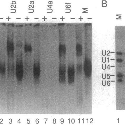 Effect Of Rnase H Cleavage Of Specific Snrna Sequences Download