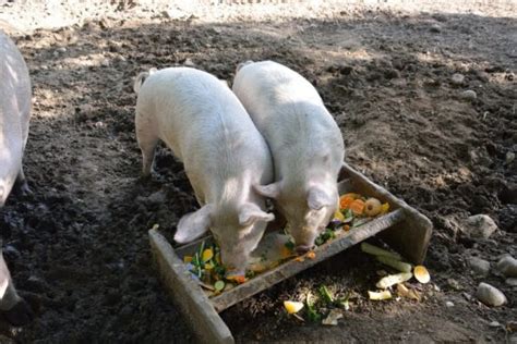 Transporting Pigs: Tips and Considerations for Moving Hogs Safely