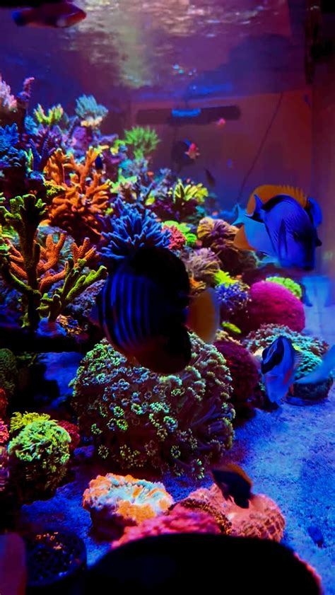 Colton Rice Rices Reef • Instagram Photos And Videos