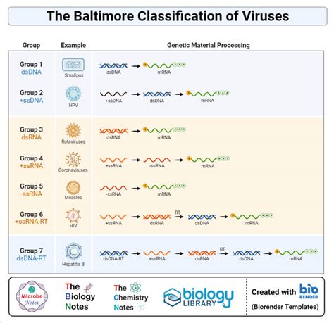 Classification Of Virus