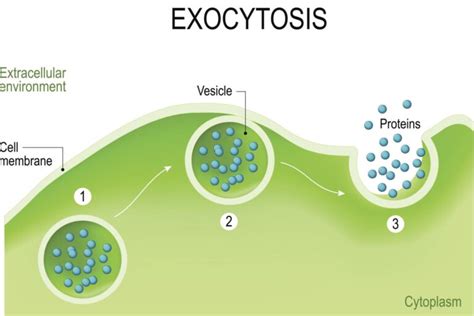Exocytosis Biology Simple