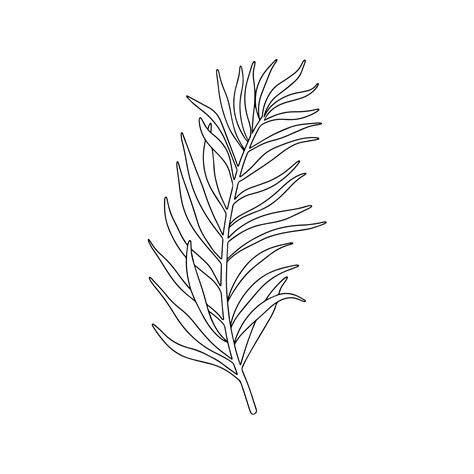 Premium Vector Branch Of Coniferous Tree Line Illustration