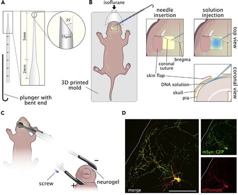 Neonatal Pial Surface Electroporation Schematics A Schematics Of A Download Scientific