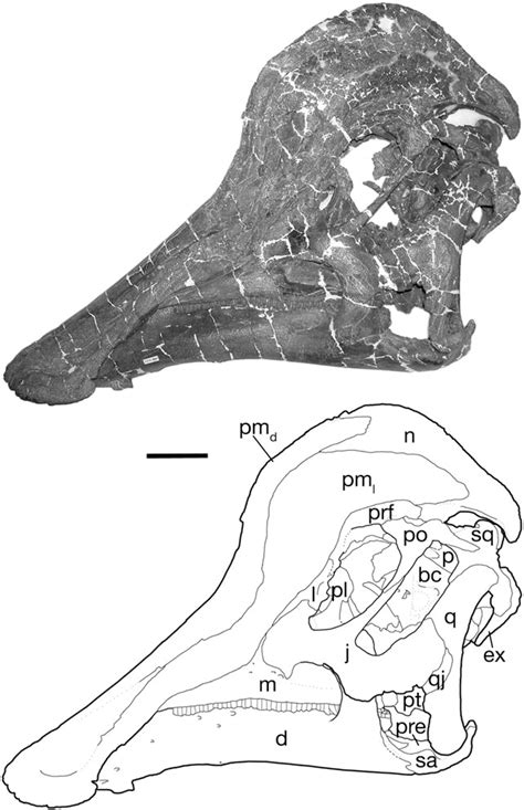Figure 1 From Cranial Anatomy And Systematics Of Hypacrosaurus Altispinus And A Comparative