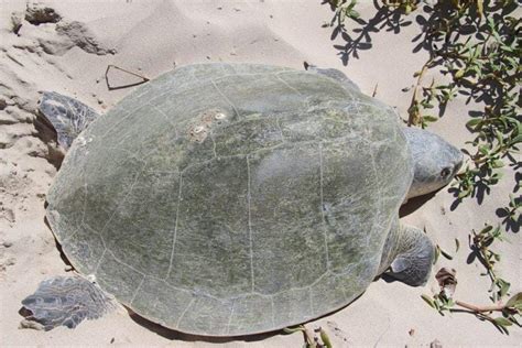 Kemps Ridley Sea Turtle Facts Size Habitat Diet And Pictures