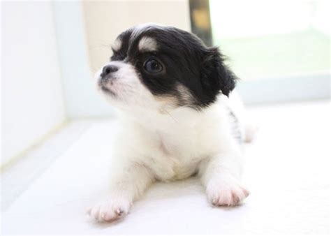 장모치와와분양 요크셔테리어 멋지다 네이버 블로그