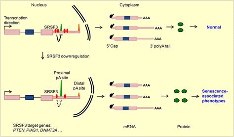 Alternative Polyadenylation Dependent Function Of Splicing Factor Srsf3