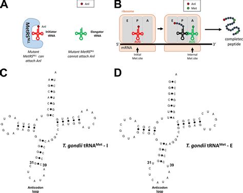 A Bacterial Metrs Wild Type Or The Nll Mutant Cannot Charge