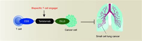 Mechanism Of Tarlatamab Mediated Tumor Suppression In SCLC Tarlatamab Download Scientific