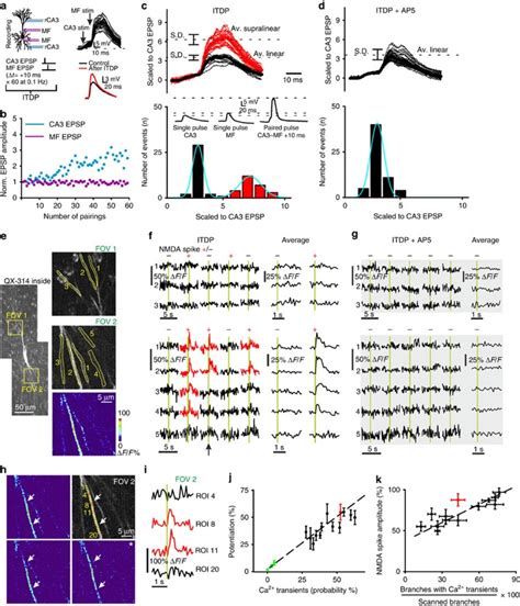 Dendritic Nmda Spikes Are Necessary For Timing Dependent Associative Ltp In Ca3 Pyramidal Cells