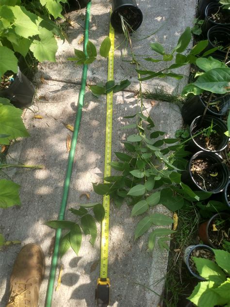 Paper Shell Pecan Trees This Item Is A Large Size Stem And Stock Up To 4 Ft Tall Etsy