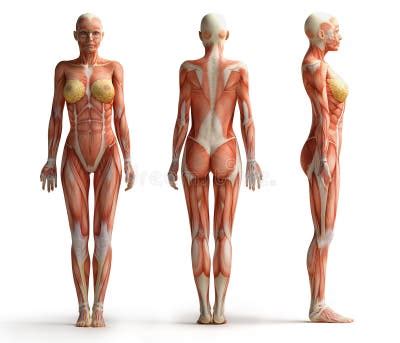 Female Anatomy View Stock Illustration Illustration Of Athlete 35423328