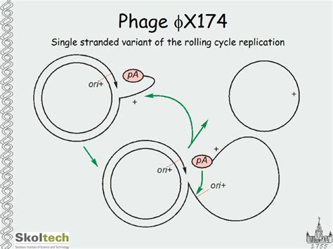 Msu And Skoltech Phage And Virus Replication Phage