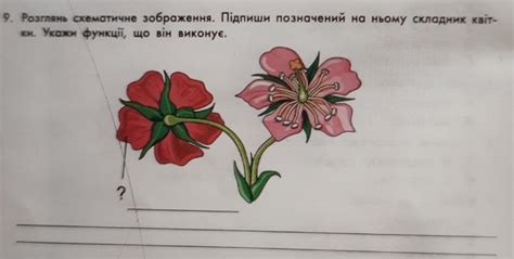 9 розглянь схематичне зображення підпиши позначений на ньому складник