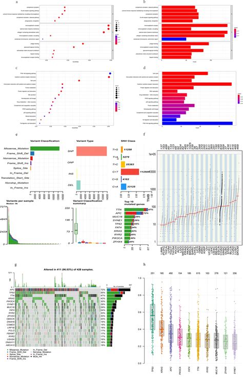 enrichment analyses of the degs from exprset and cnvs analysis in coad