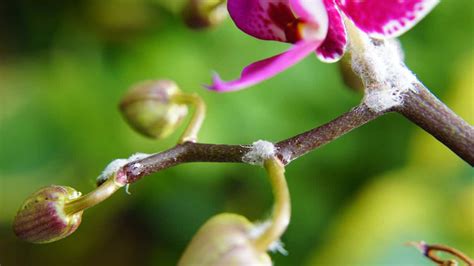 Orchid Pest And Disease Control