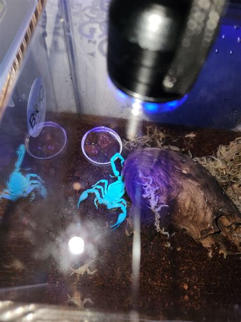 Flinders Ranges Scorpion Urodacus Elongatus Bug Frenzy