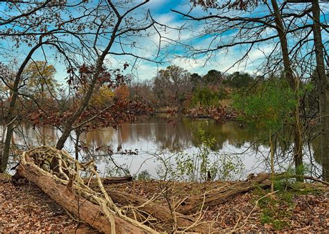 River Tree Trunks Free Photo On Pixabay Pixabay