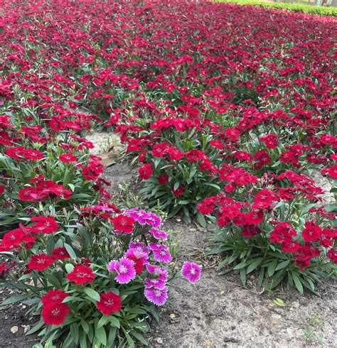 Shiny Flowers : r/RealLifeShinies