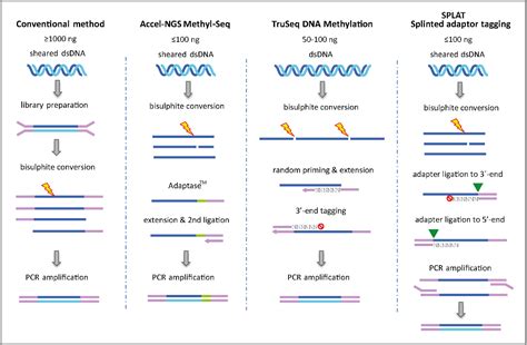 Negative Regulation Of Dna Ligation Semantic Scholar