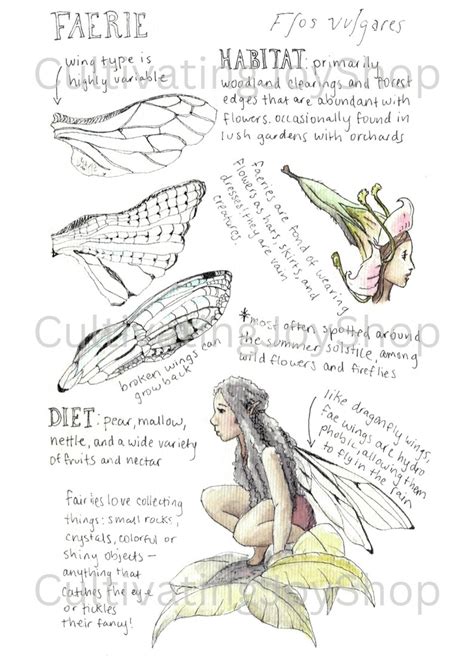 Faerie Field Guide Print Hand Illustrated Fantasy Art Mythical
