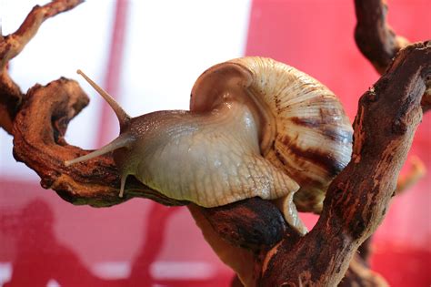 Lissachatina Reticulata Achat Schneckes Jimdo Page