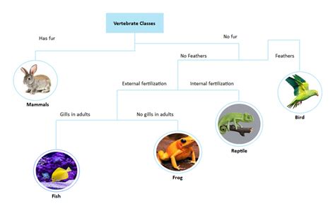 Free Editable Dichotomous Key Examples EdrawMax Online