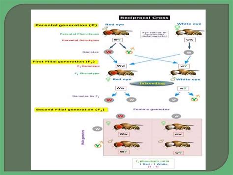 Sex Linked Inheritance Sex Influence Inheritance And Sex Limited Characters Pptx