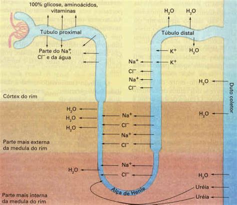 Sistema UrinÁrio Trabalhos Escolares