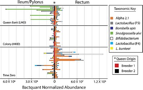 normalized microbiota abundance of the honey bee queen hindgut figure