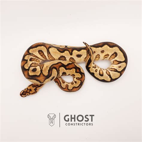 Clown Spotnose Yellow Belly Ball Python For Sale Ghost Constrictors