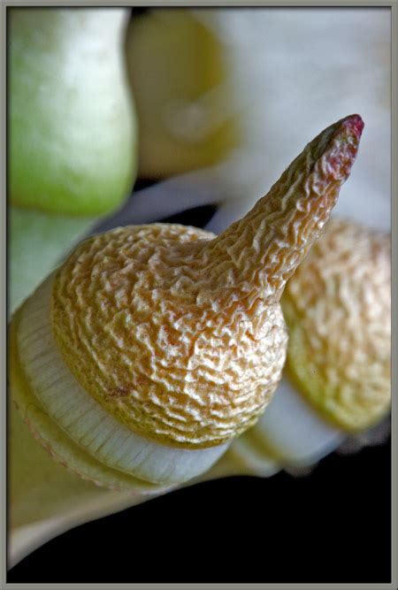 A Close Up View Of The Eucalyptus Tree Flowers