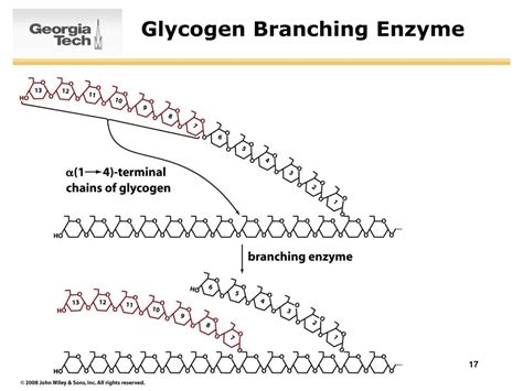 Branching Enzyme Forms At Odessa Anderson Blog