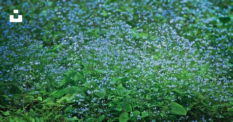 녹색 잎이있는 푸른 꽃밭 사진 Unsplash의 무료 블루멘비제 이미지