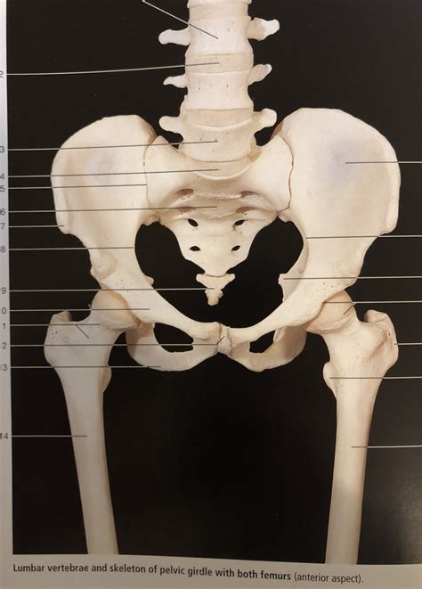 Anterior Pelvic Girdle And Vertebral Column Diagram Quizlet