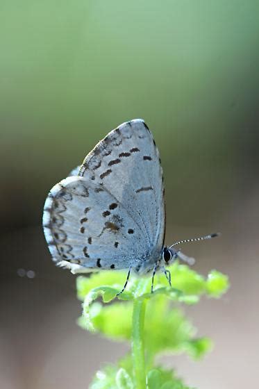 Trichogrammatid Wasp Celastrina Bugguide Net